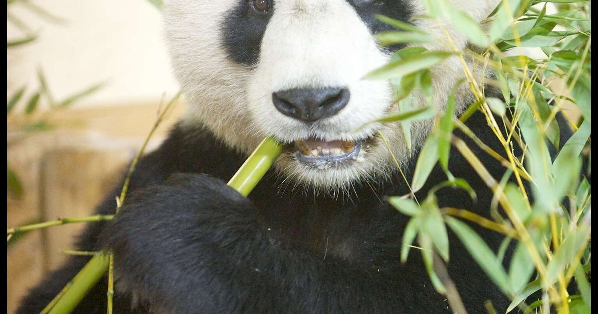 Giant Pandas At Edinburgh Zoo Honoured For Services To Scottish Tourism ...