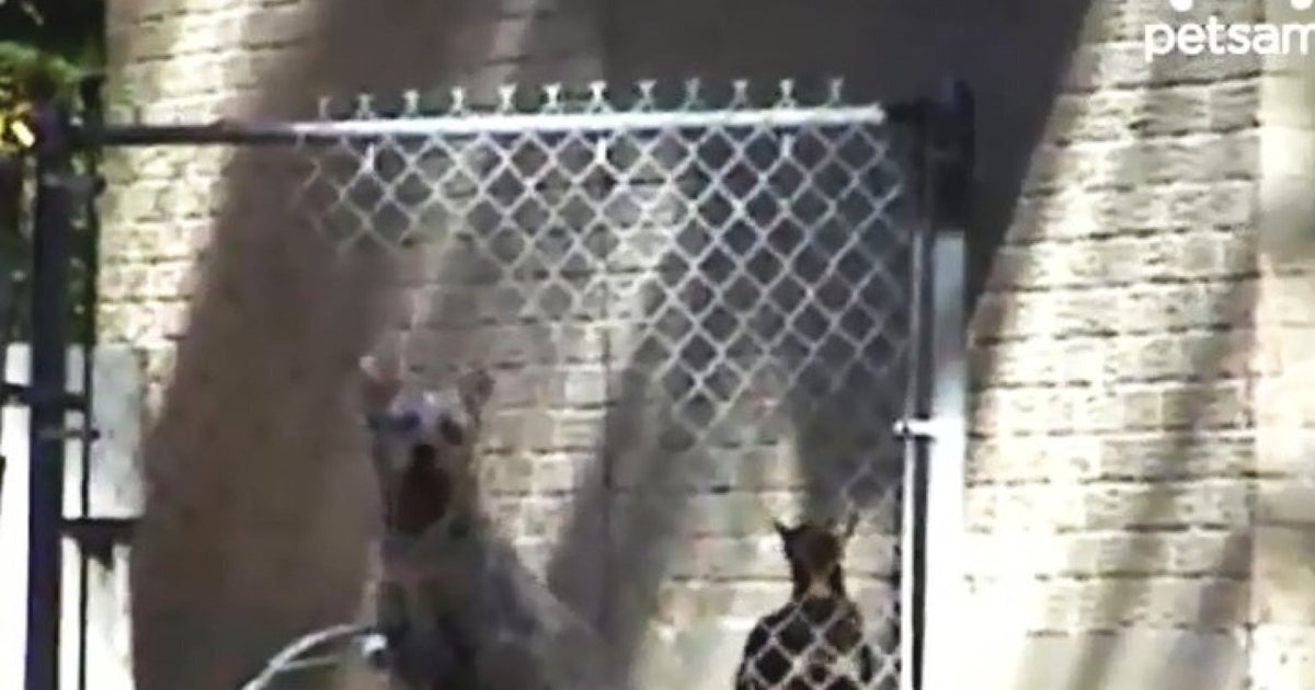 Big Dog Helps Little Dog Escape (VIDEO) | HuffPost UK Comedy