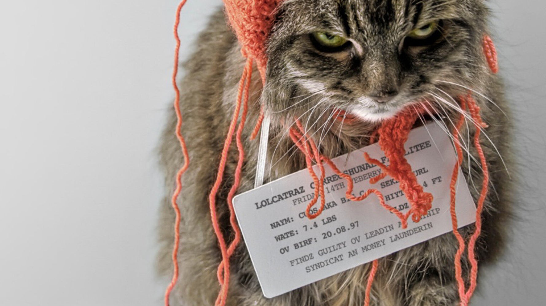 New Exhibition Of Original LOLCATS Raises Money For Charity: Enjoy ...