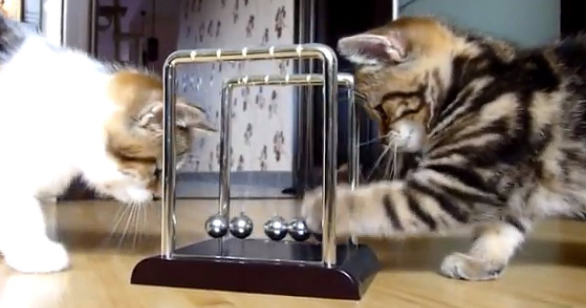 Cute Kittens Learn Physics (VIDEO) | HuffPost UK Comedy