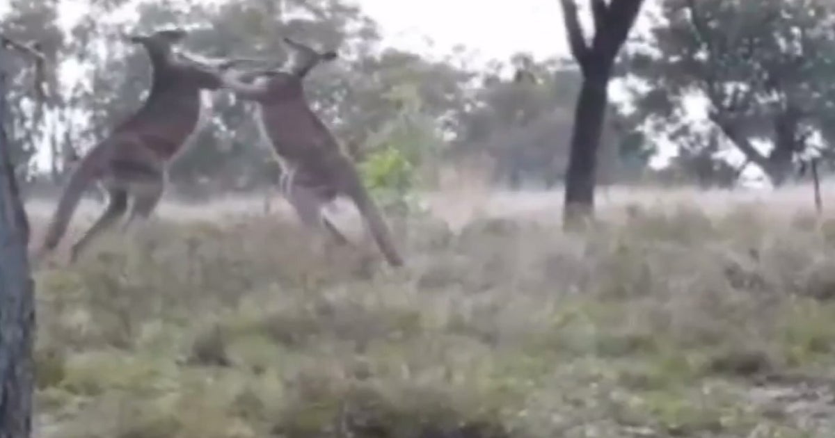 Kangaroo Fight Caught On Camera (VIDEO) | HuffPost UK Comedy
