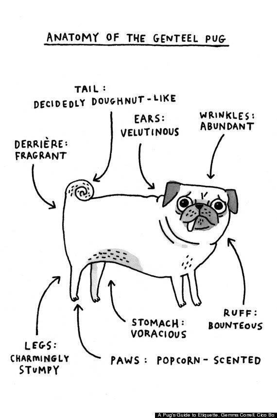 'A Pug's Guide to Etiquette' By Gemma Correll Gets Into The Mind Of ...