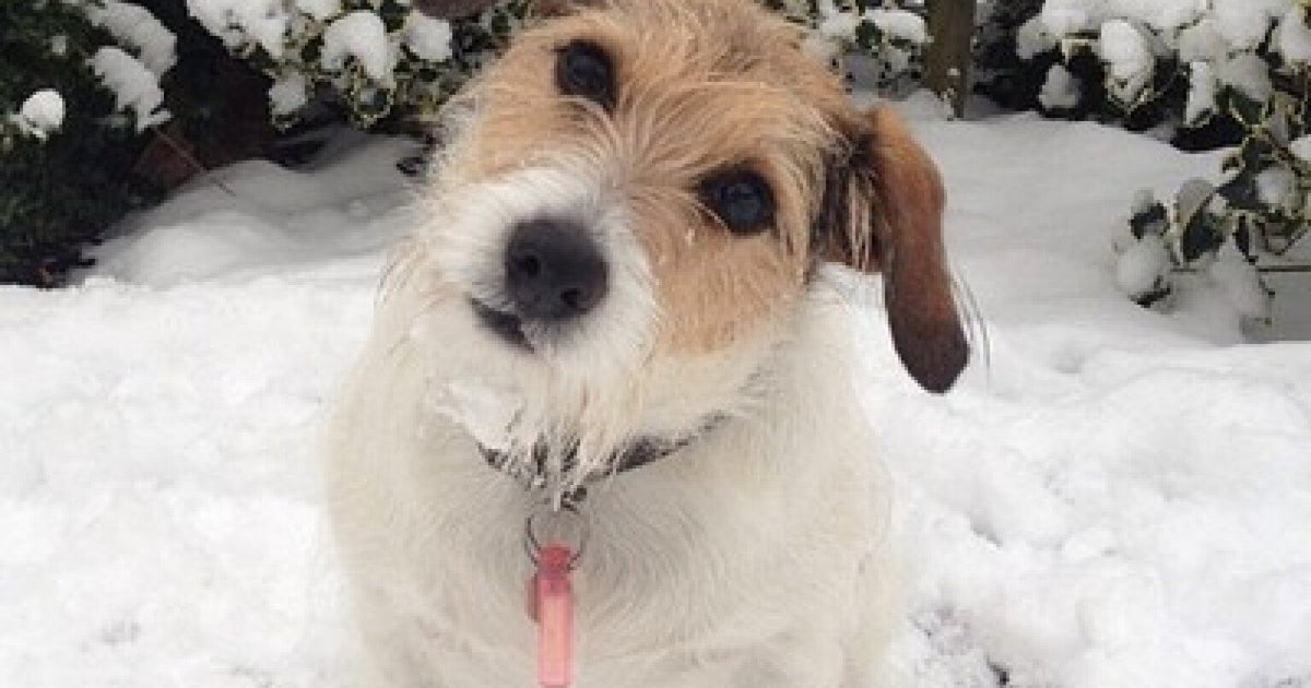 Like Cute Dogs? Like Nice Photos? You'll Love This Tumblr (PICTURES ...