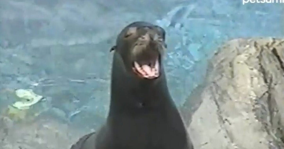 Screaming Seal Really Wants To Get Your Attention (VIDEO) | HuffPost UK ...