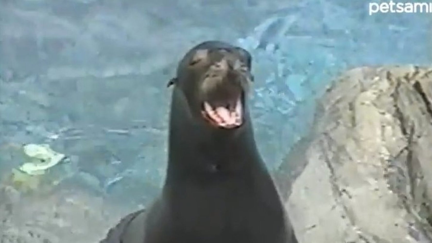 Screaming Seal Really Wants To Get Your Attention (VIDEO) | HuffPost UK ...