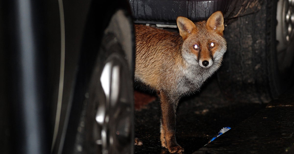Fox Steals Handbag, Then Returns It | HuffPost UK Comedy