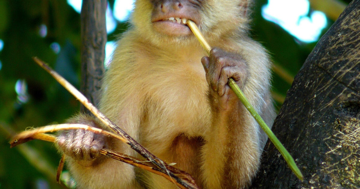 Family Of Marina Chapman, Woman Who Claims She Was Raised By Monkeys ...