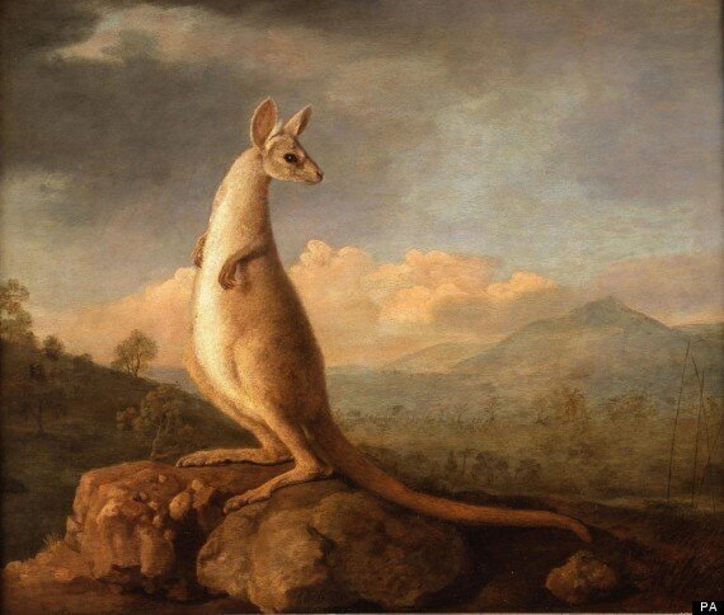 George Stubbs's Paintings Of A Kangaroo And A Dingo Saved (For Now ...