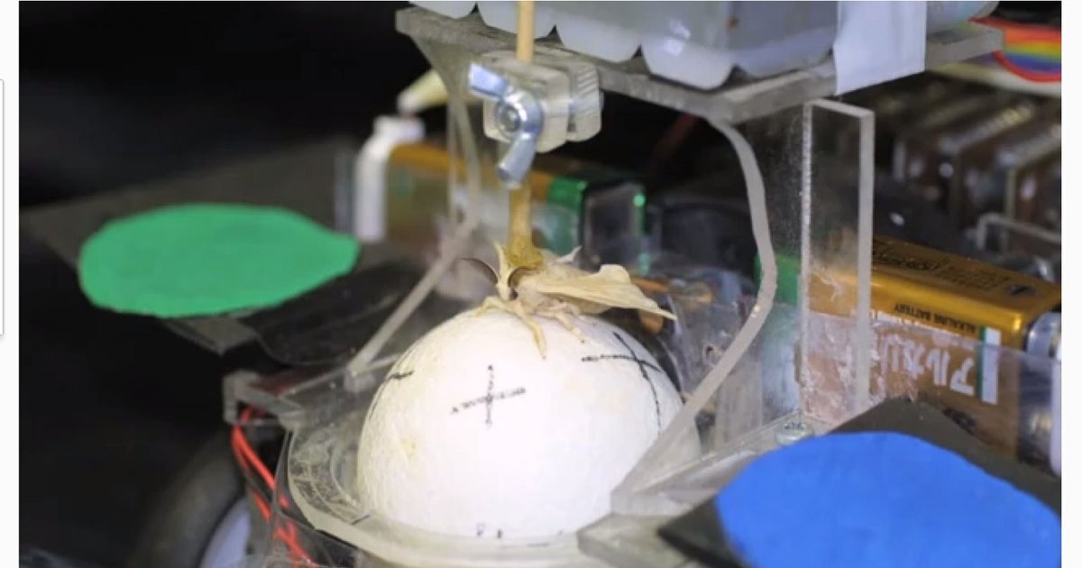 Moth Drives Robot (VIDEO) | HuffPost UK Tech