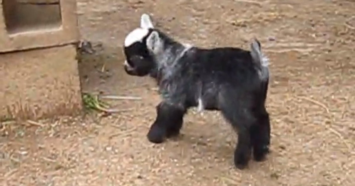 Just A Baby Pygmy Goat Doing A Happy Dance (VIDEO) | HuffPost UK Comedy