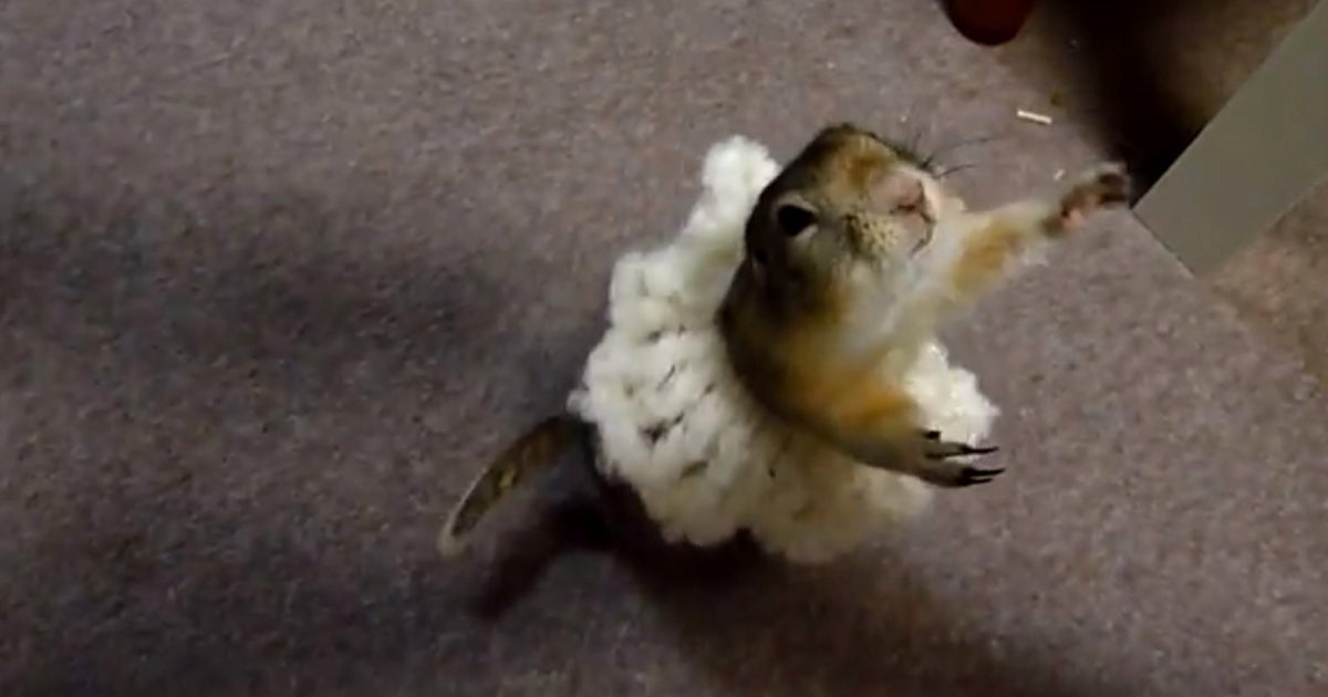 A Gopher In A Ballet Dress. The Internet's Work Is Done. (VIDEO ...