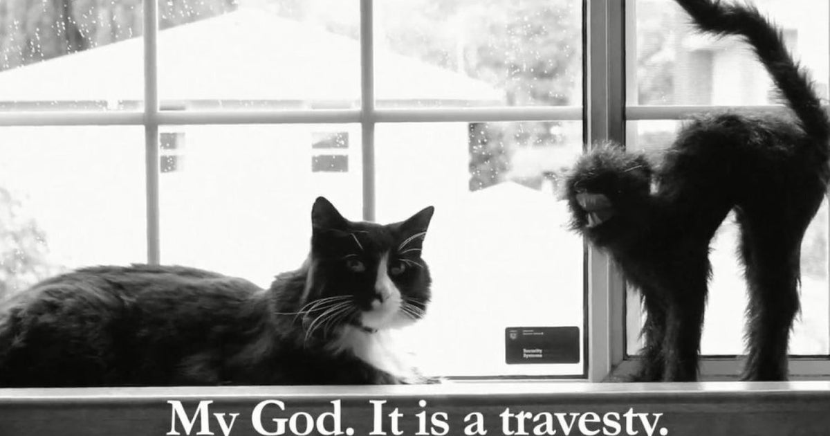 Henri The Existential Cat's Thoughts On Halloween (VIDEO) | HuffPost UK Comedy