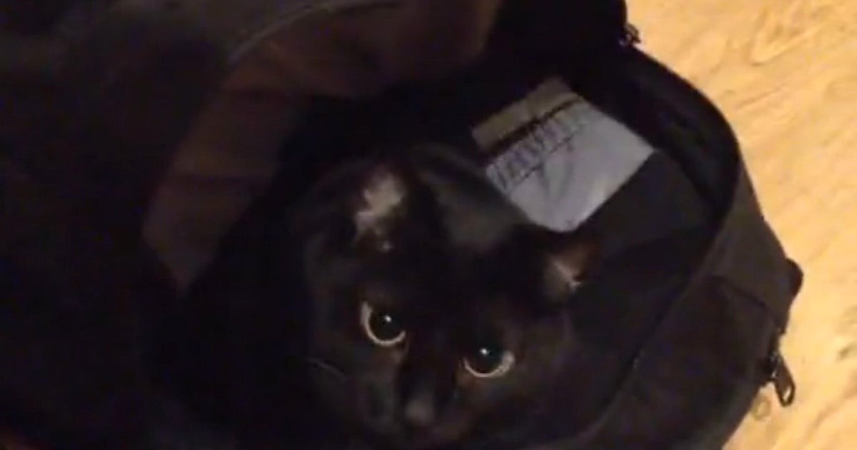Backpack Cat Attack! (VIDEO) | HuffPost UK Comedy