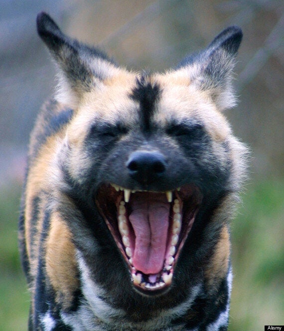 Maddox Derkosh Dead, First Picture Of Boy, 2, Killed By Wild Dogs At ...