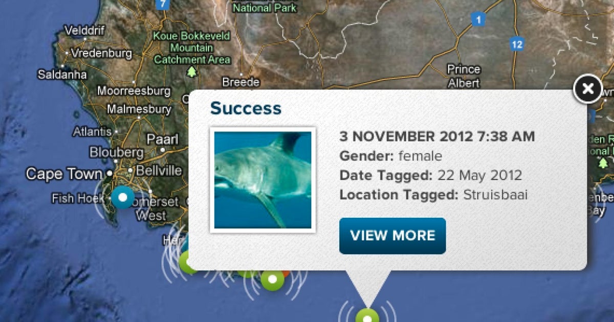 GPS Shark Tracker Tool Lets You Keep Tabs On Great Whites (PICTURES ...