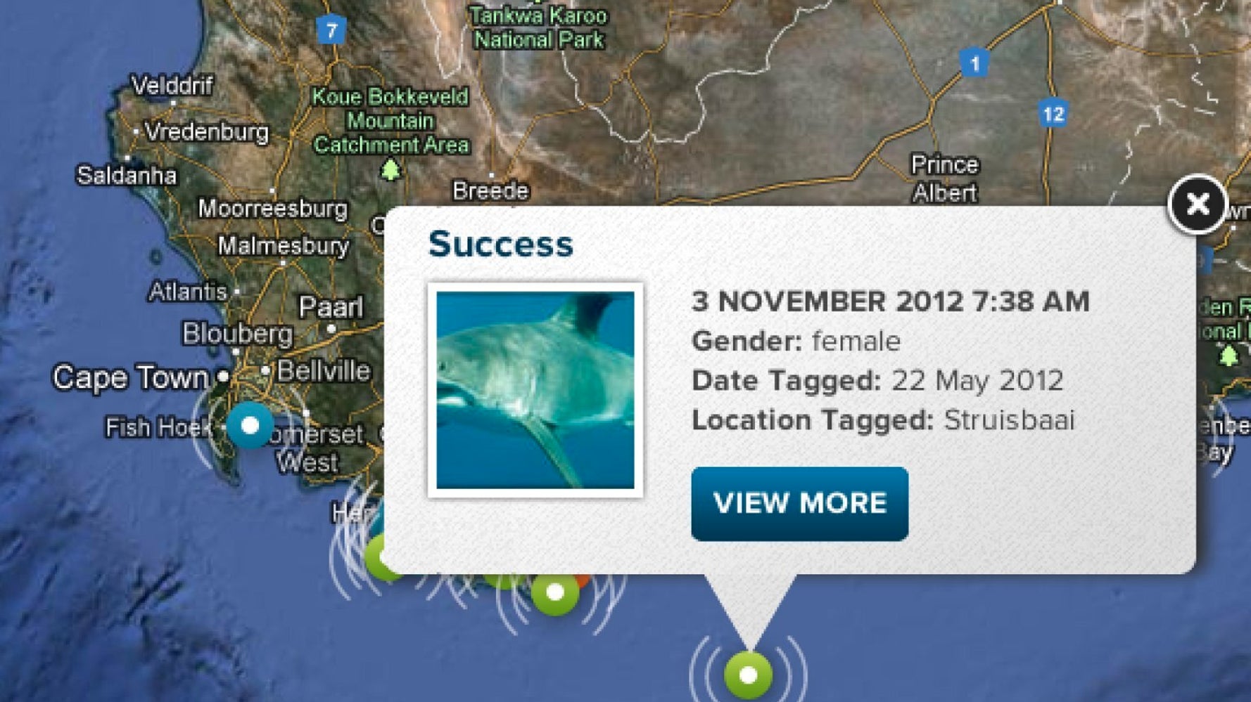 GPS Shark Tracker Tool Lets You Keep Tabs On Great Whites (PICTURES ...