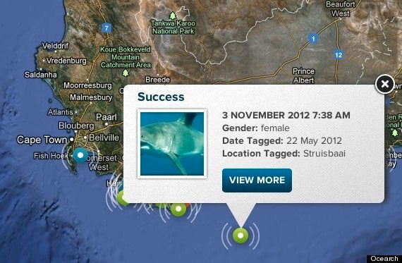 GPS Shark Tracker Tool Lets You Keep Tabs On Great Whites (PICTURES ...