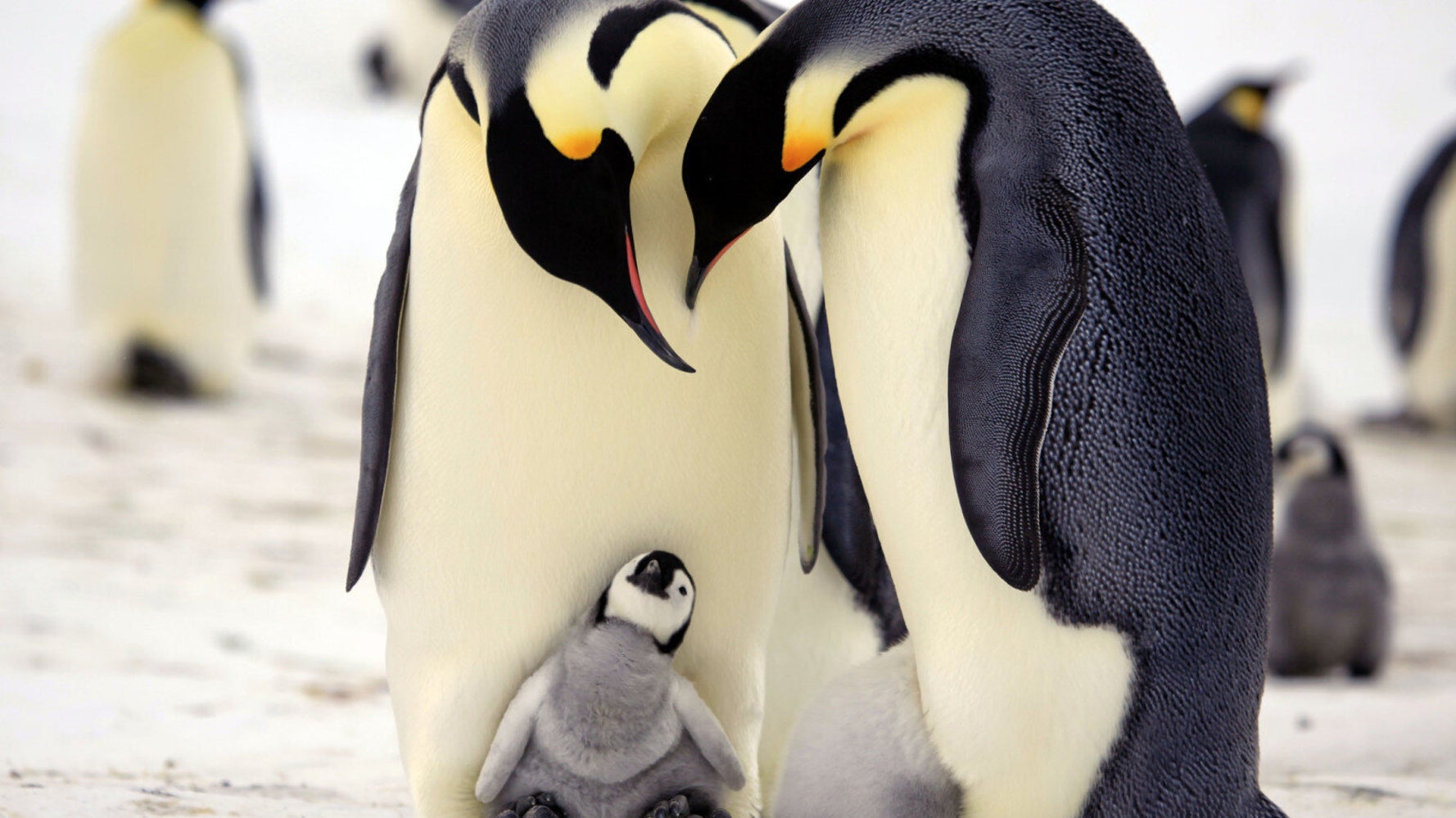 TV REVIEW: How Cute Was 'Penguins: Spy In The Huddle'? | HuffPost UK ...
