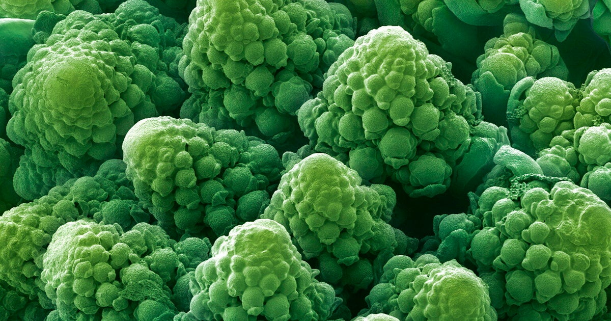 Food Under The Microscope | HuffPost UK Life