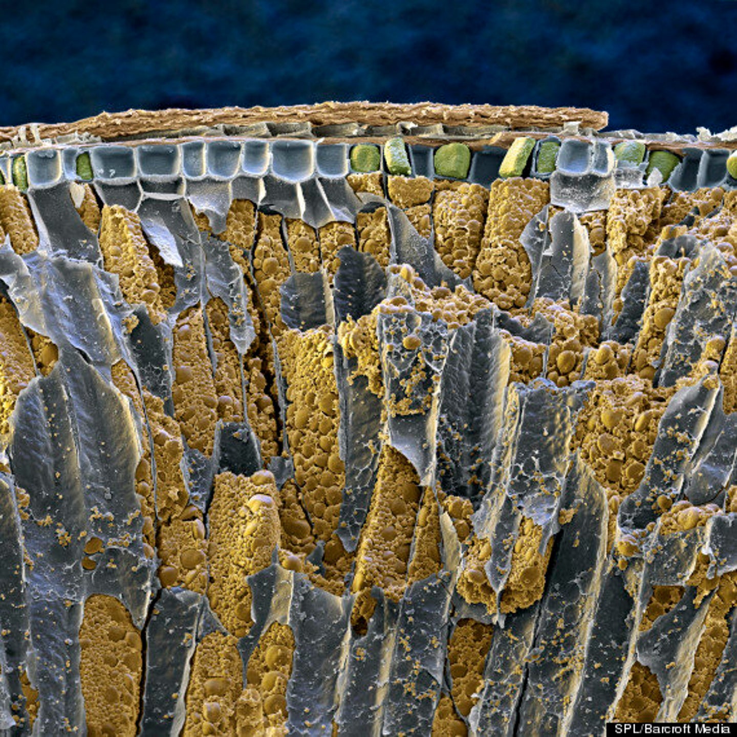 Food Under The Microscope | HuffPost UK Life