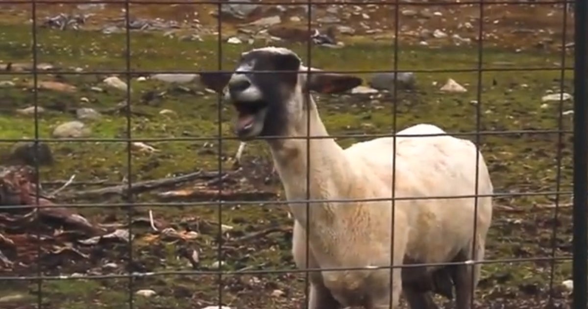 Goats Shouting Like Humans: Hilarious, Slightly Terrifying (VIDEO ...