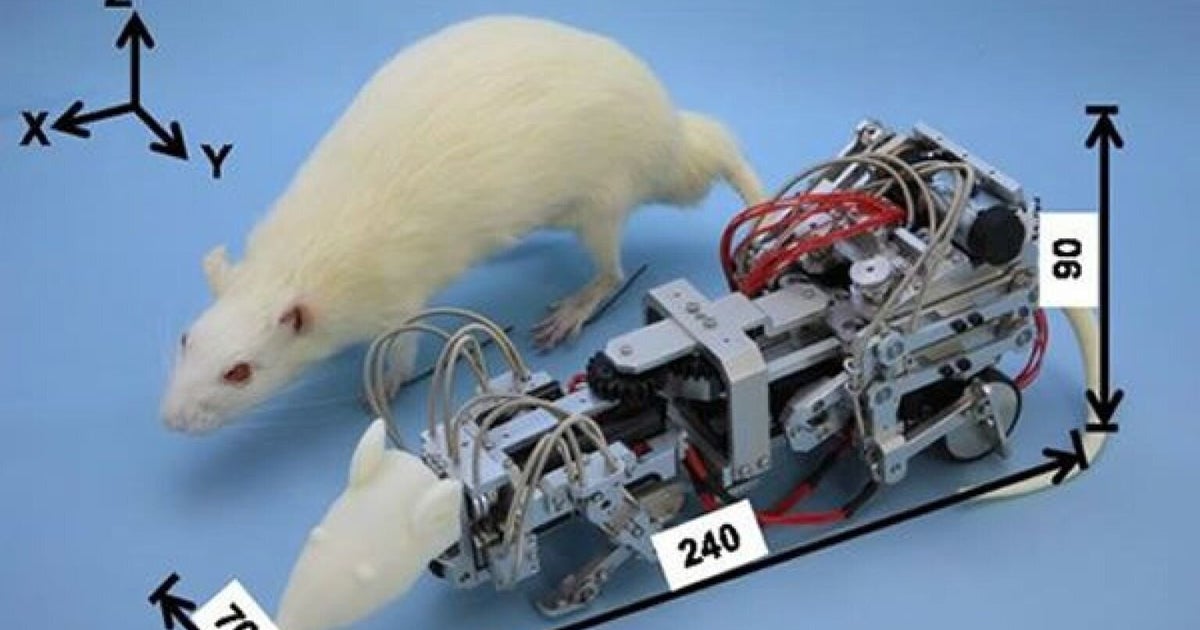 Robot Rat WR-3 Built To Induce Medical Depression In Animals | HuffPost ...
