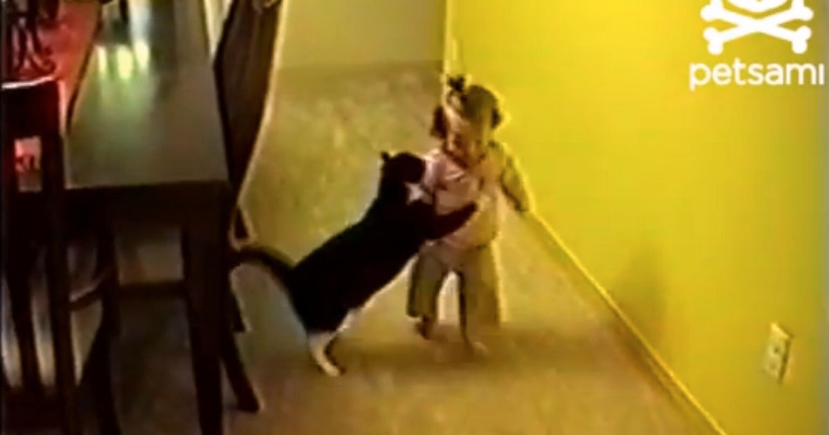 Toddler Is Brought Down By Pet Cat (VIDEO) | HuffPost UK Comedy