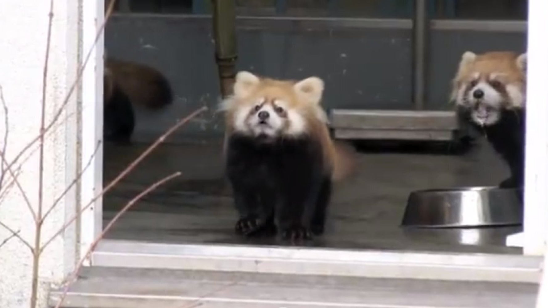 Cute Video Of The Day: Surprised Baby Red Panda (VIDEO) | HuffPost UK ...