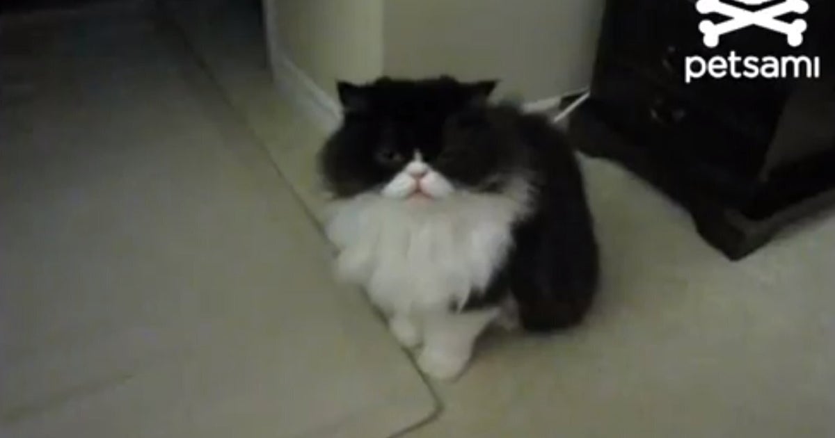 Cat Plays Dead On Command (VIDEO) | HuffPost UK Comedy