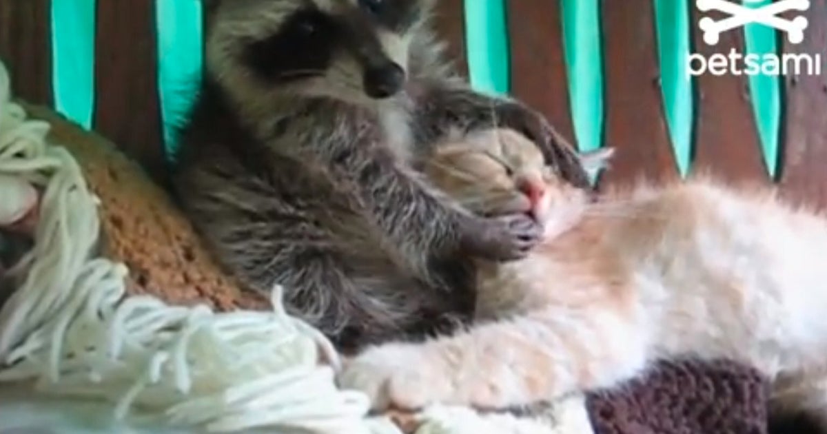 Raccoon Tries To Kiss A Kitten (VIDEO) | HuffPost UK Comedy