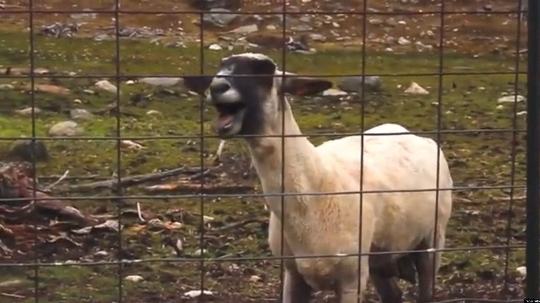 Now That's What I Call Goats - The Ultimate Goat Pop Album! (VIDEO ...