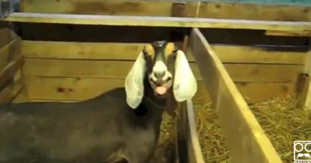 More Goats Shouting Like Humans (VIDEO) | HuffPost UK Comedy