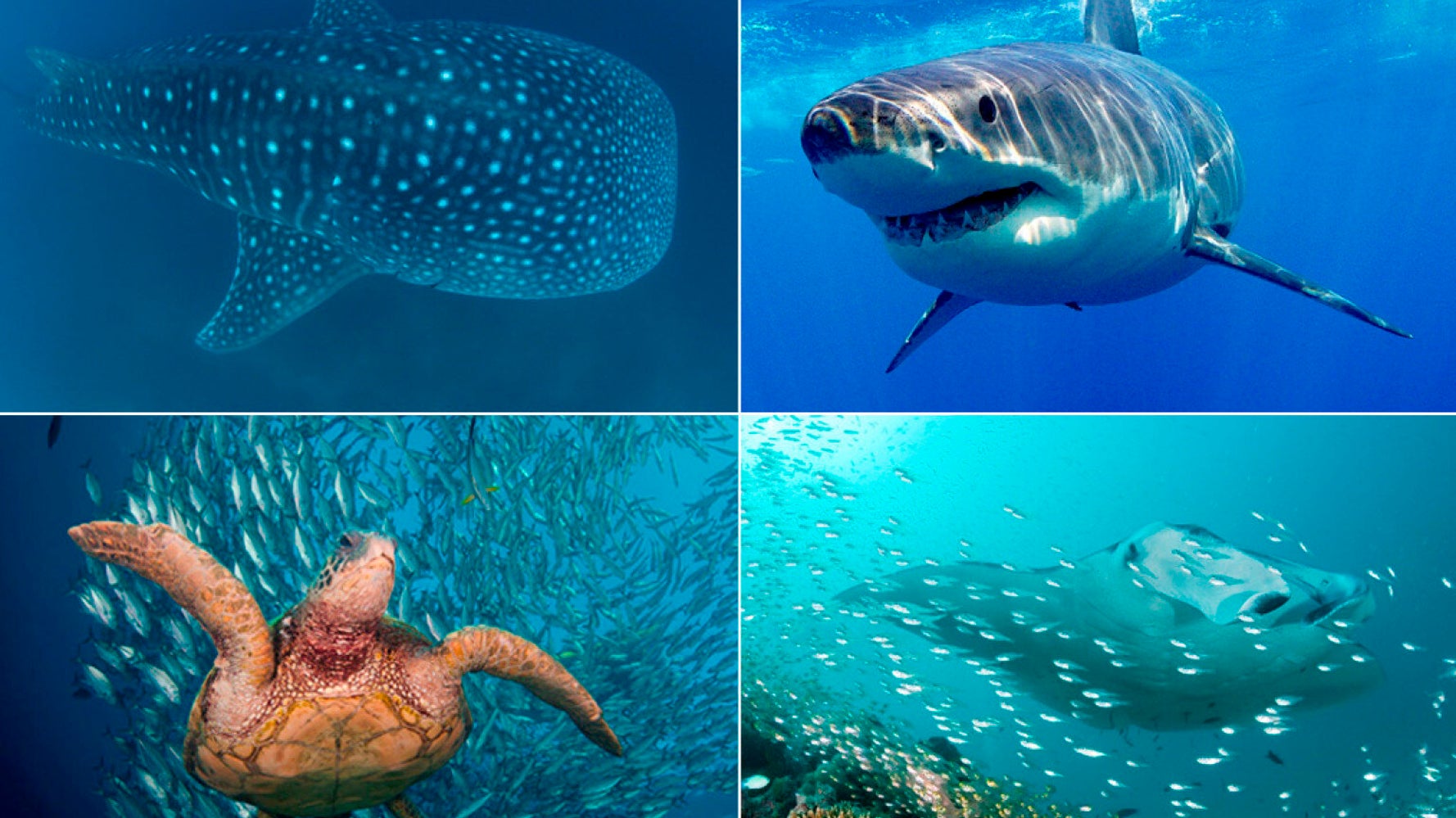 Marine Conservation Calendar Showcases Stunning Images Of Sharks ...