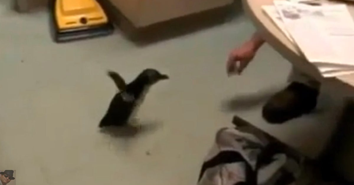 Penguin Being Tickled Is Cutest Thing Ever (VIDEO) | HuffPost UK Comedy
