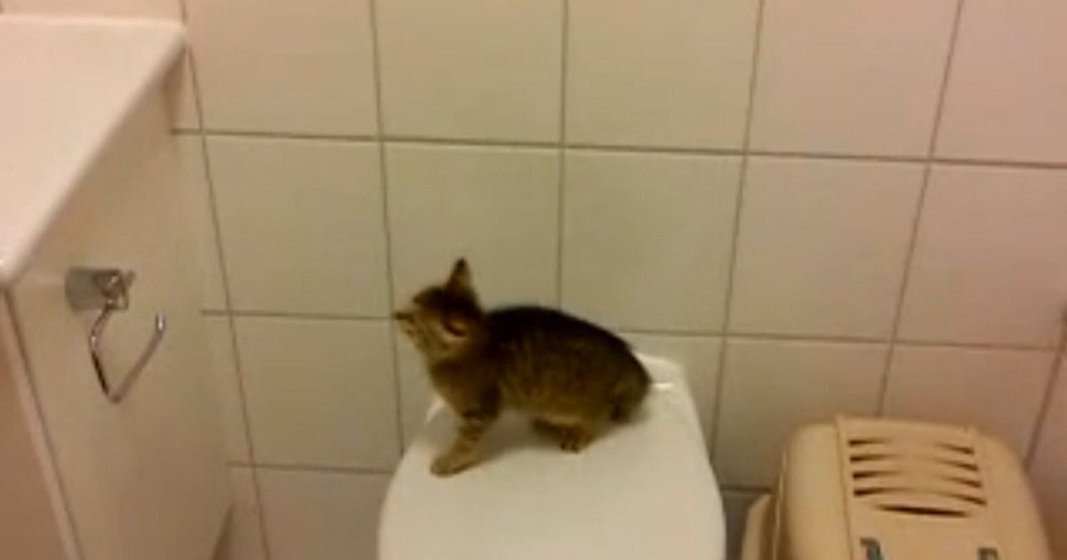 Kitten Jump: Short But Oh-So Sweet (VIDEO) | HuffPost UK Comedy