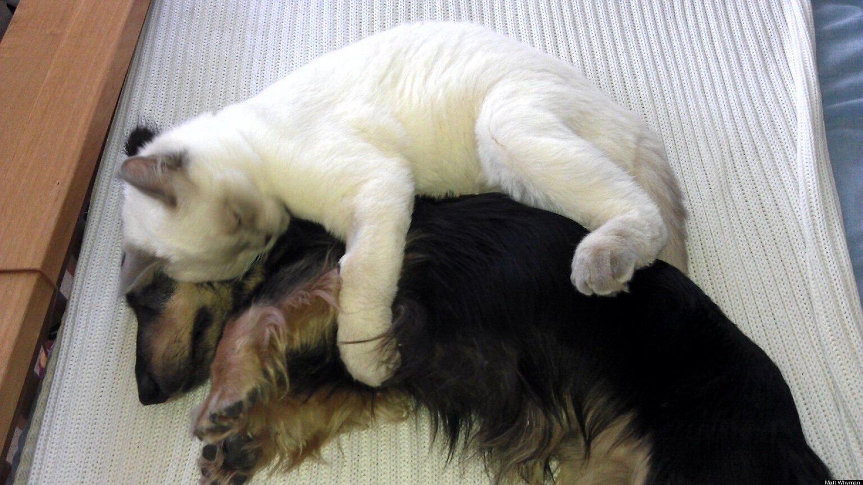 Cat Spoons Dog - The World's Cutest New Tumblr (PICTURES) | HuffPost UK ...