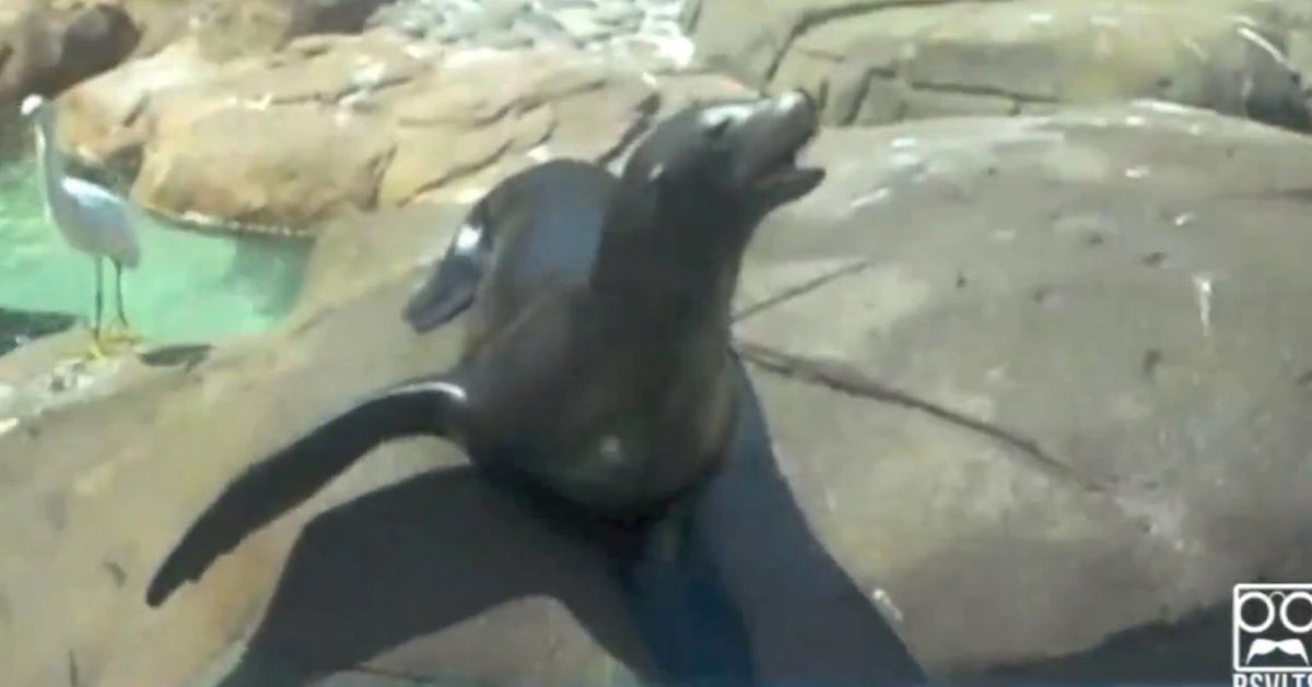 Seals Yelling Like Humans (VIDEO) | HuffPost UK Comedy