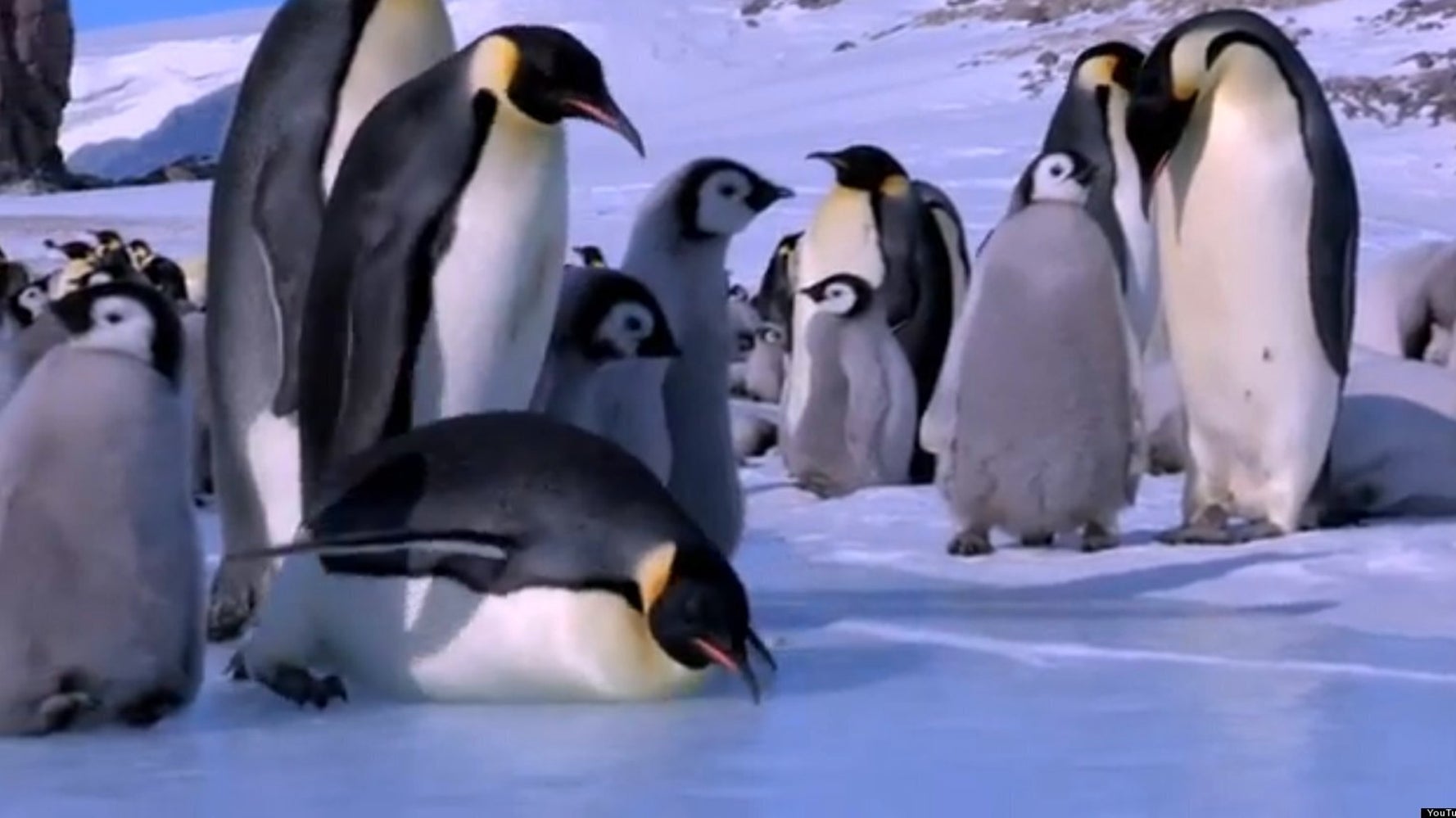 BBC Penguins - Spy In The Huddle: The Blooper Reel (VIDEO) | HuffPost ...