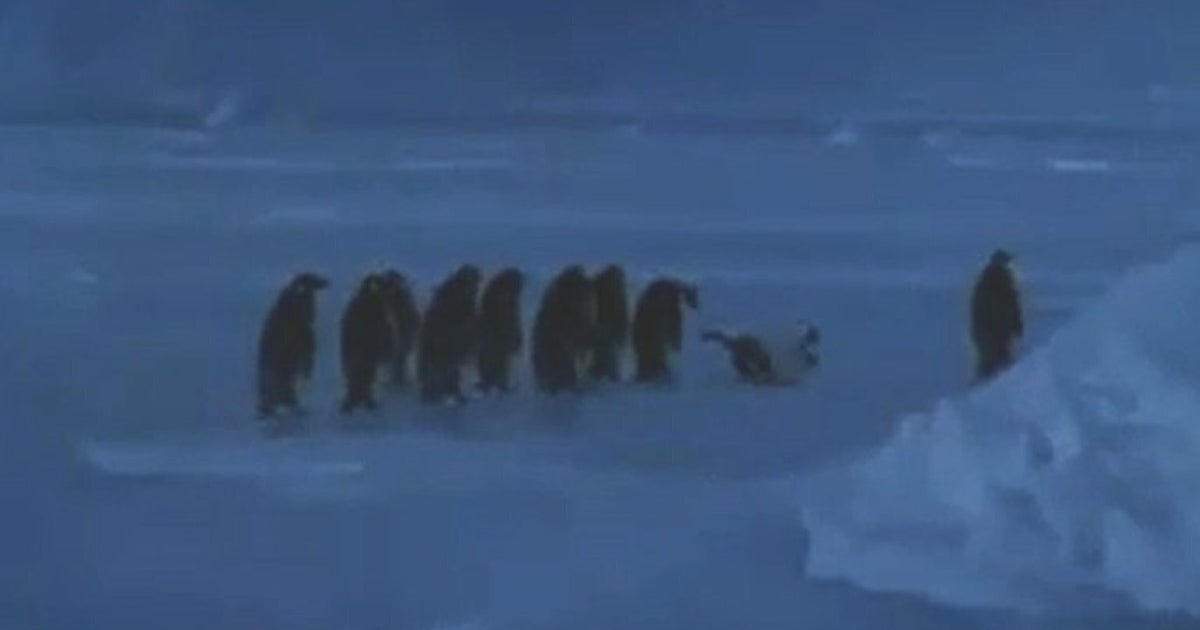 Penguin Falls Over, His Mates Commiserate (VIDEO) | HuffPost UK Comedy