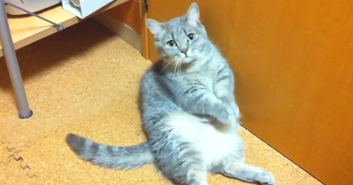 The World's Laziest Begging Cat (VIDEO) | HuffPost UK Comedy