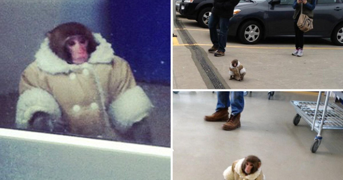 Ikea Monkey Sent Toronto Animal Sanctuary, But Owner Yasmin Nakhuda ...