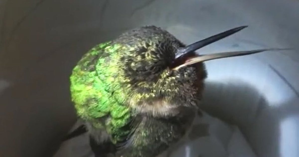 Super-Cute Snoring Hummingbird (VIDEO) | HuffPost UK Comedy