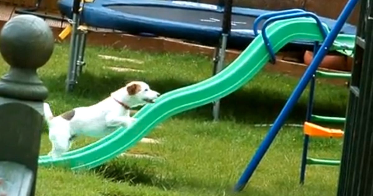 Little Dog Vs Slide (VIDEO) | HuffPost UK Comedy