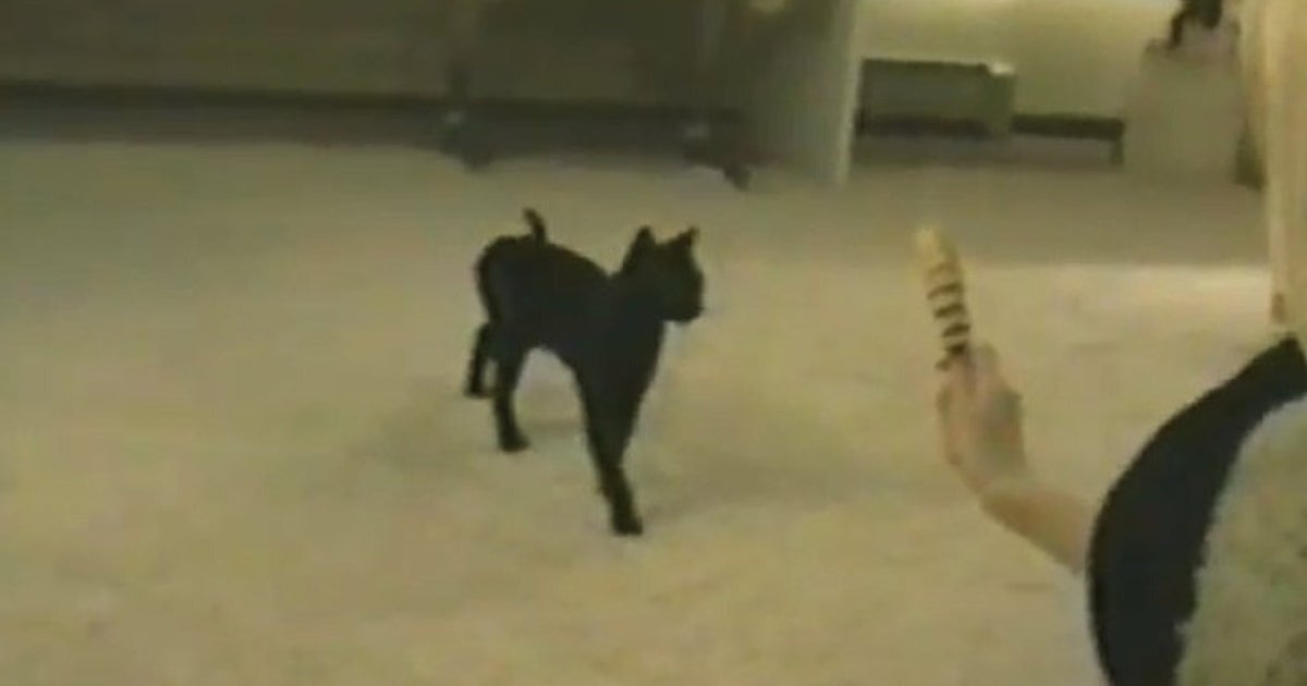 Kitten Does A Backflip (VIDEO) | HuffPost UK Comedy