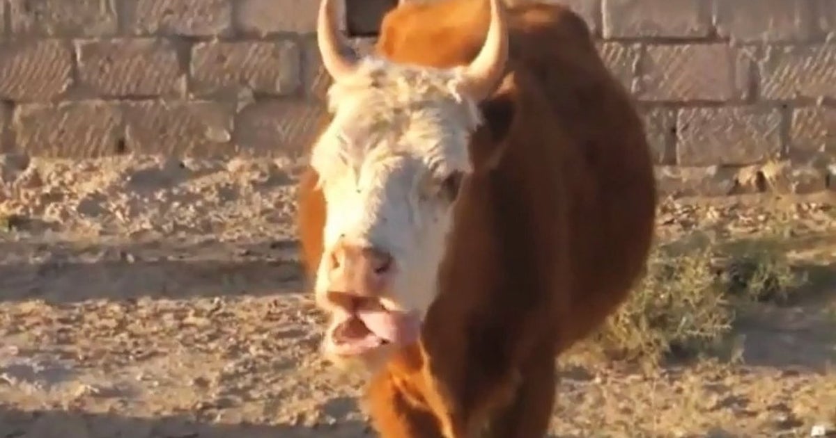Listen To The Talking Cow (VIDEO) | HuffPost UK Comedy