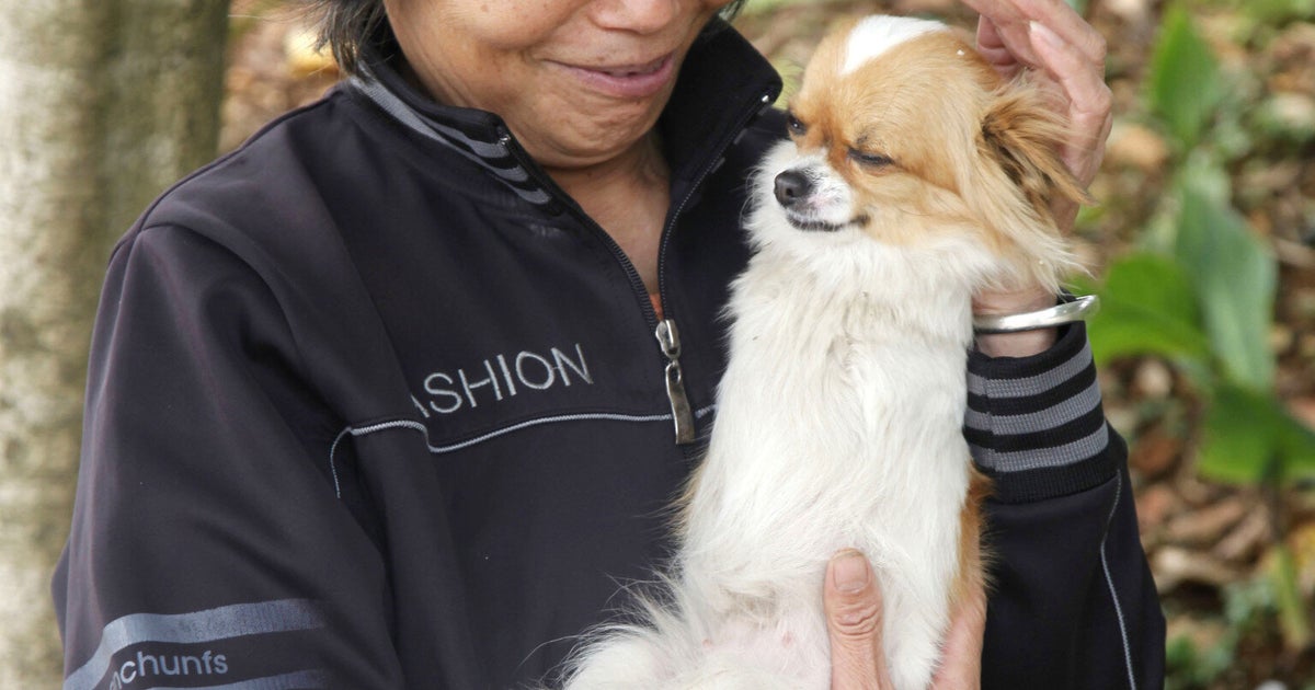 Dian Dian, Two-Legged Dog Trained To Walk On Hind Legs By Loving Owner ...