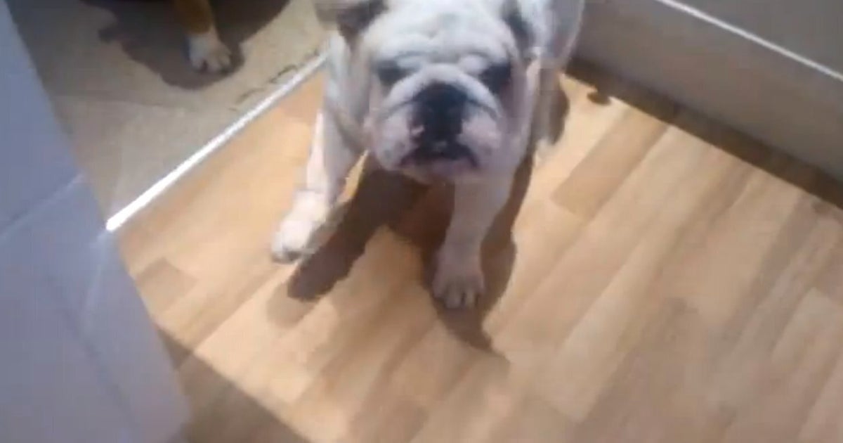 Just A Tap Dancing Bulldog (VIDEO) | HuffPost UK Comedy