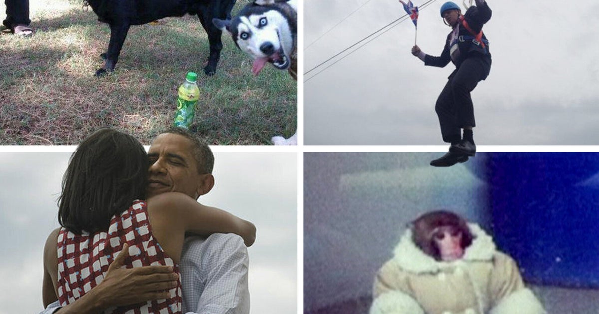 Year In Review 2012: Viral Pictures Of The Year, Ikea Monkey, Smug ...