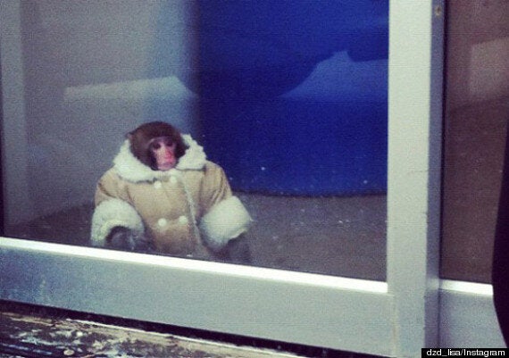Year In Review 2012: Viral Pictures Of The Year, Ikea Monkey, Smug ...