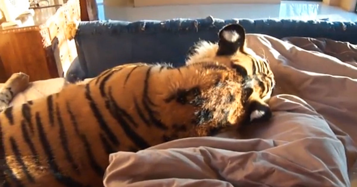 Waking Up Next To A Tiger (VIDEO) | HuffPost UK Comedy